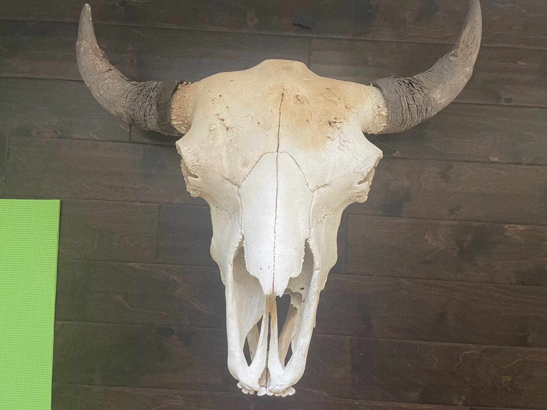 Bison Skull Mosaic Commission (50% Initial Deposit) - David Anthony Garcia - Mosaic Glass on ...